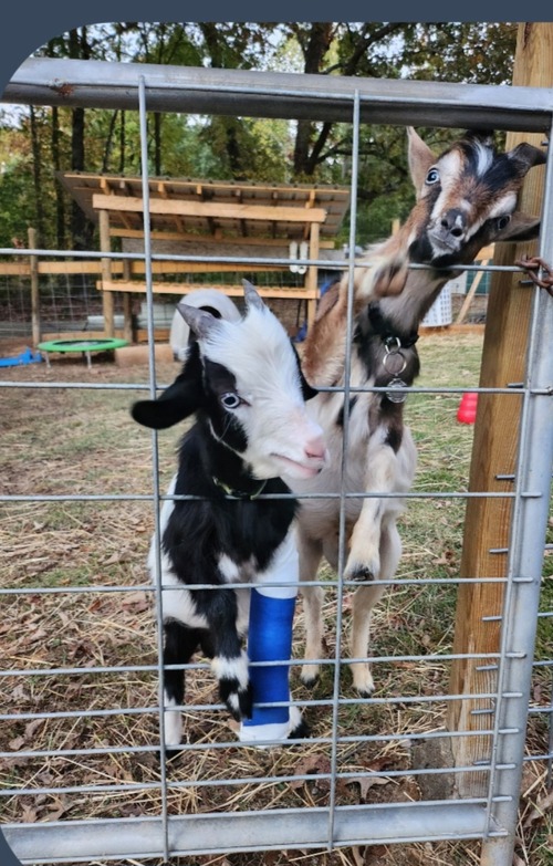Just for Fun: Reader Photos - September/October 2025 - Goat Journal